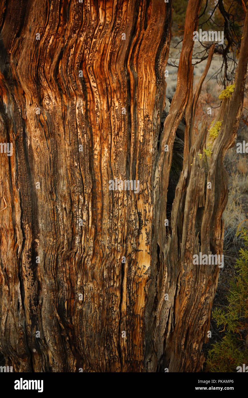 Juniper forms and textures Stock Photo - Alamy