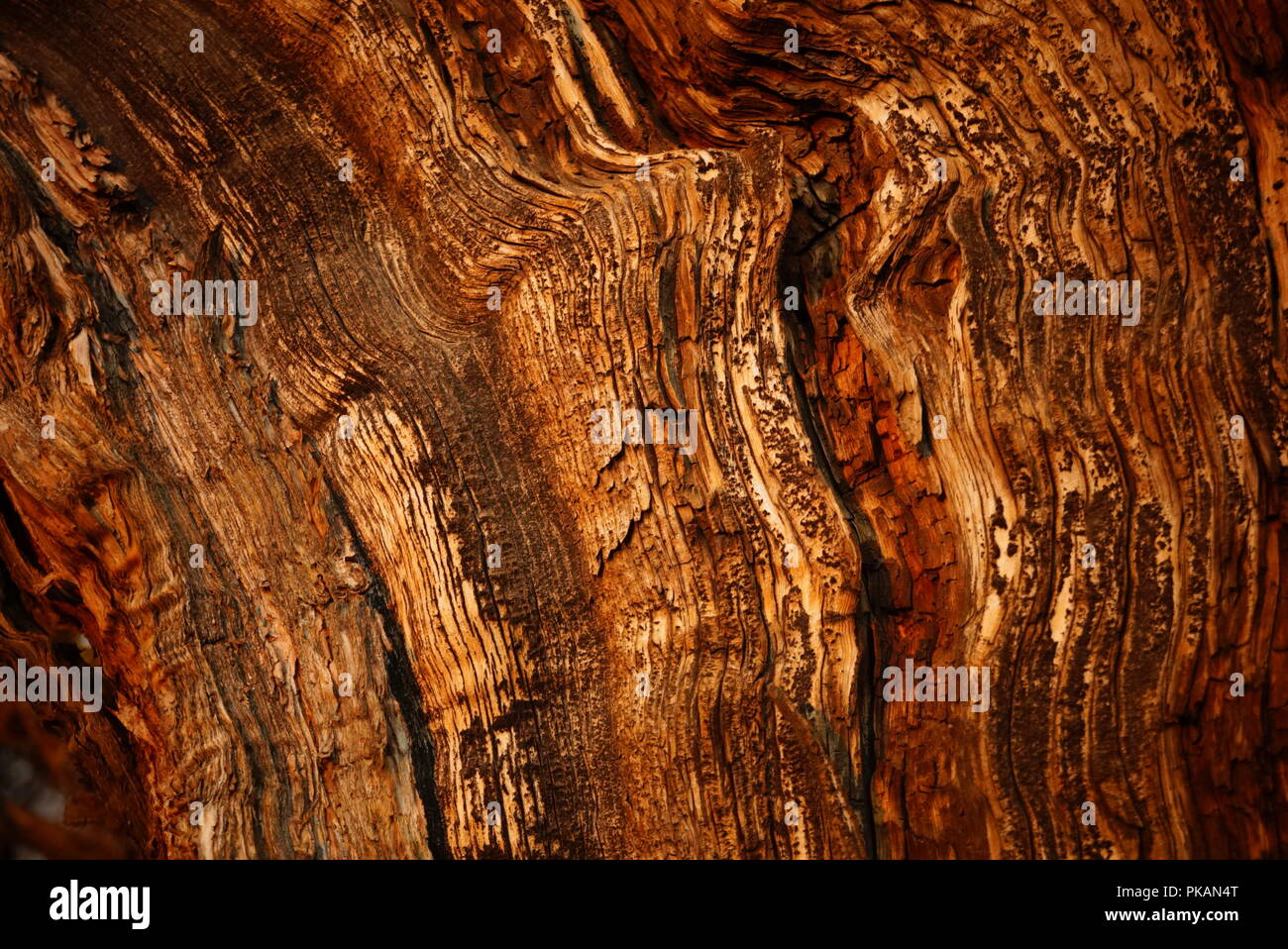 Juniper forms and textures Stock Photo - Alamy