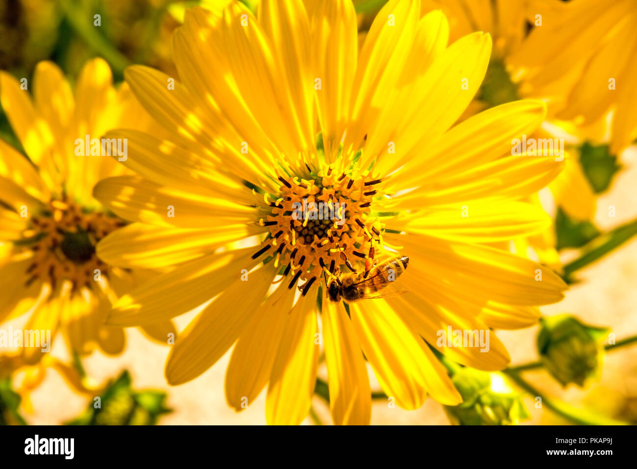 Compass flower hi-res stock photography and images - Alamy