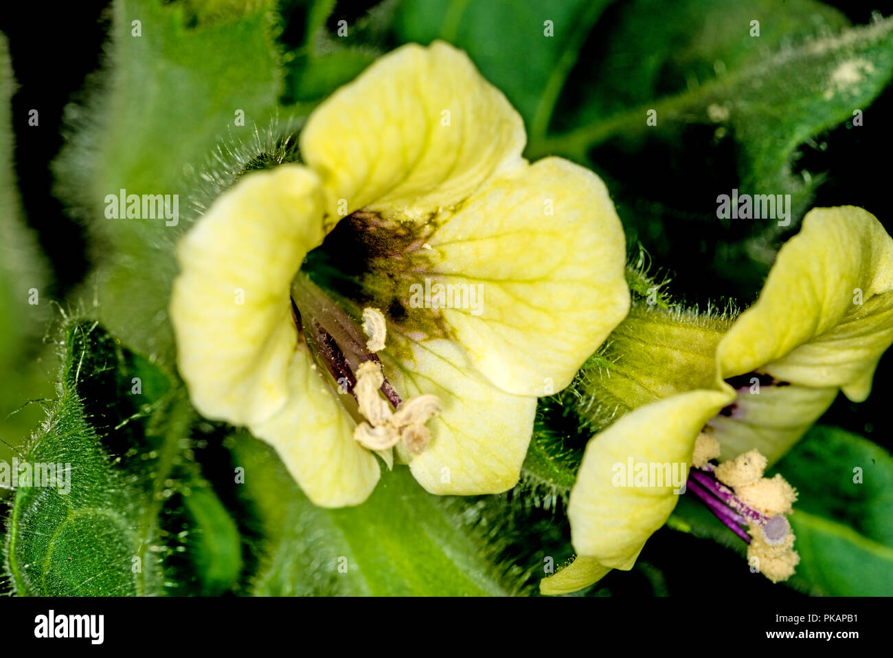 White henbane hi-res stock photography and images - Alamy