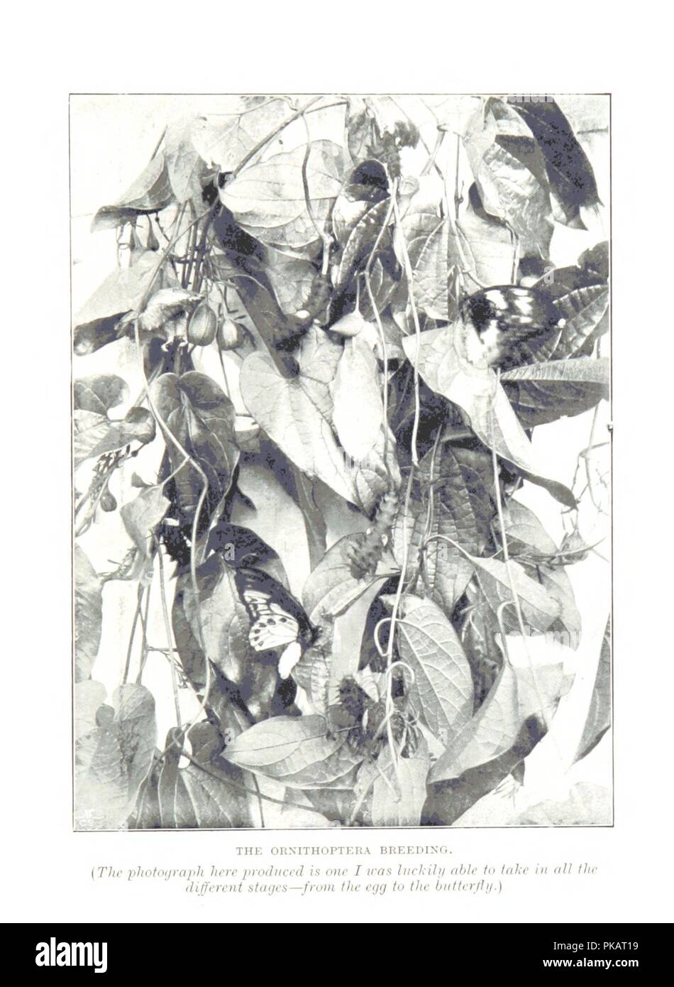 Through new guinea and the cannibal countries Cut Out Stock Images ...