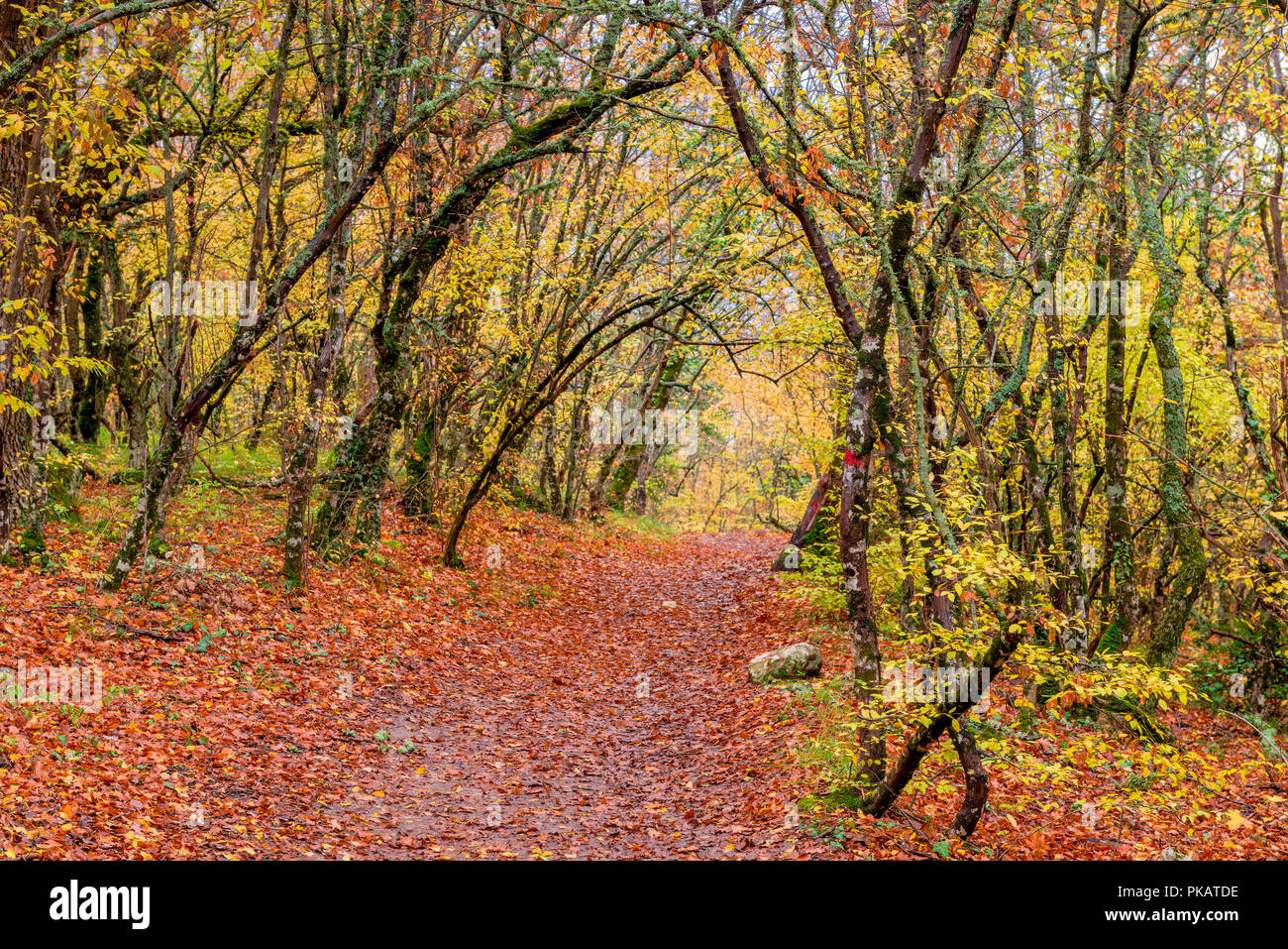Tree wood leaves walkway hi-res stock photography and images - Alamy