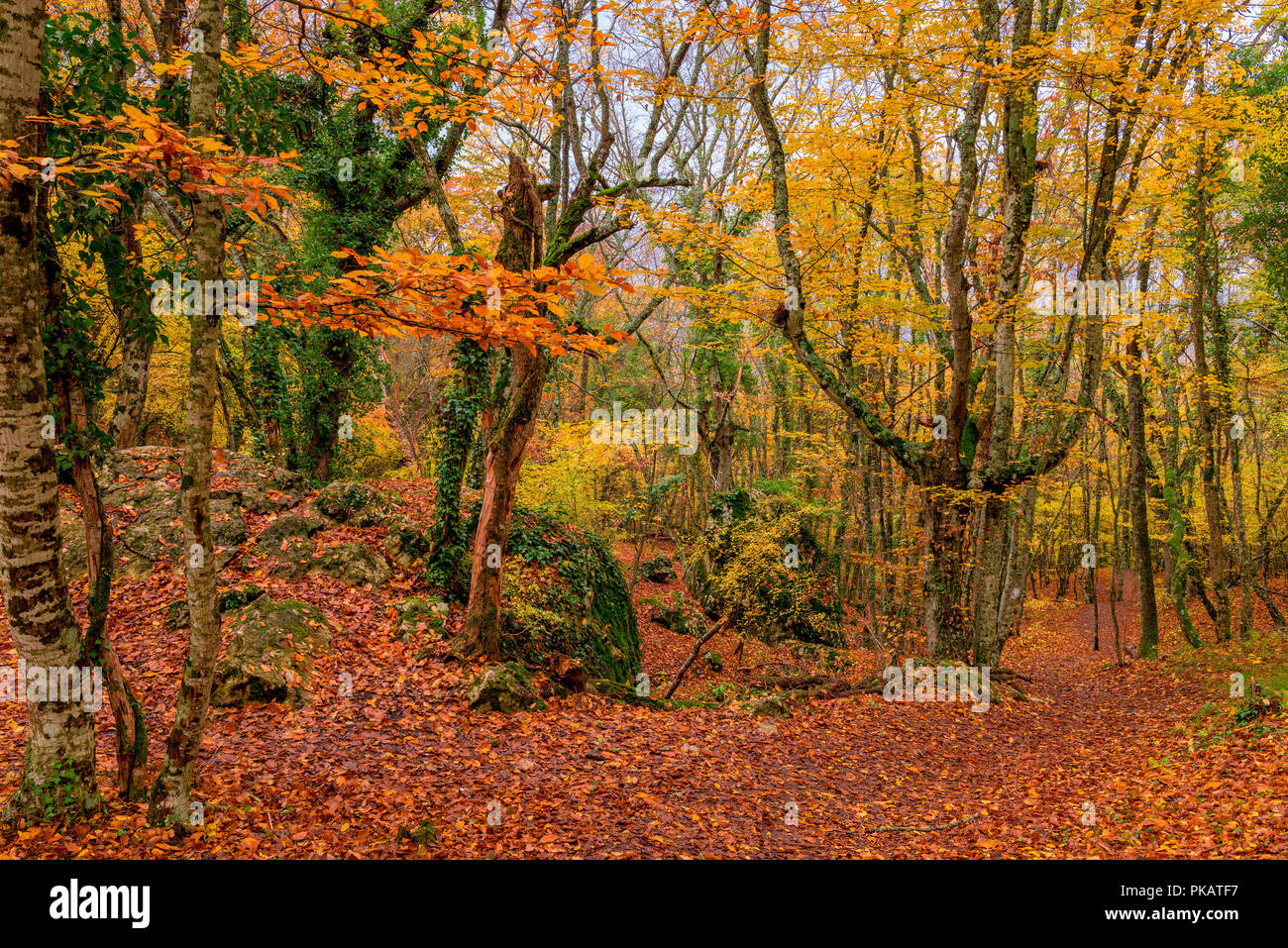 Autumn mountain park, a path leading down to the slope Stock Photo - Alamy