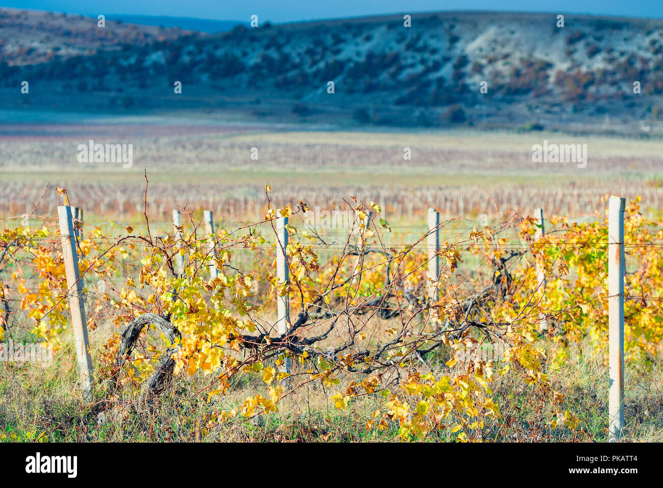 mountain plantations of grapes in the autumn afternoon, empty vines ...