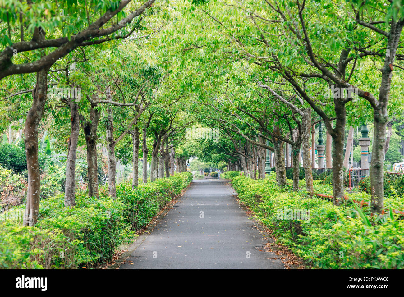 Summer green tree lined road Stock Photo - Alamy
