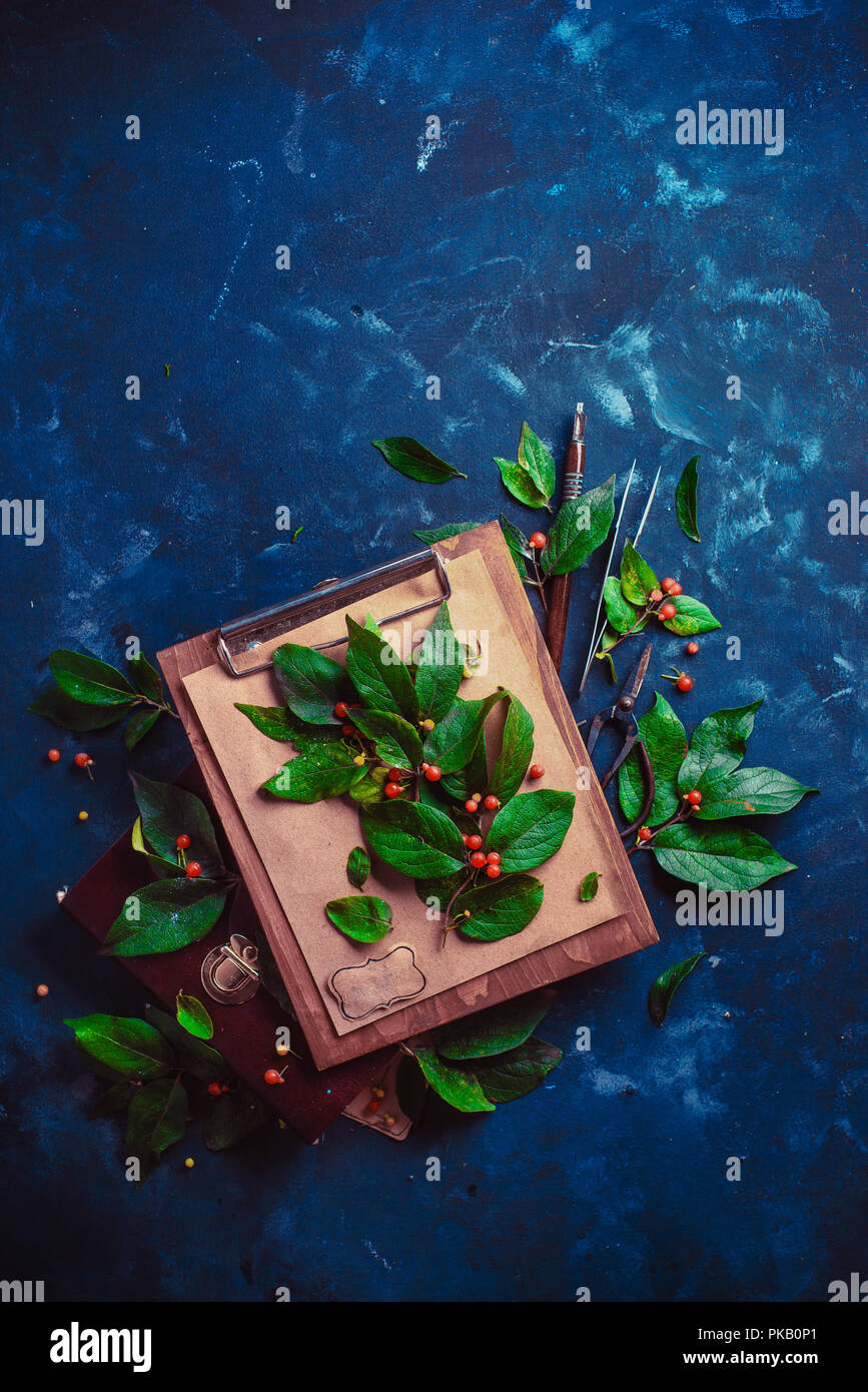Floral flat lay with copy space. Tree branch with green leaves and ...
