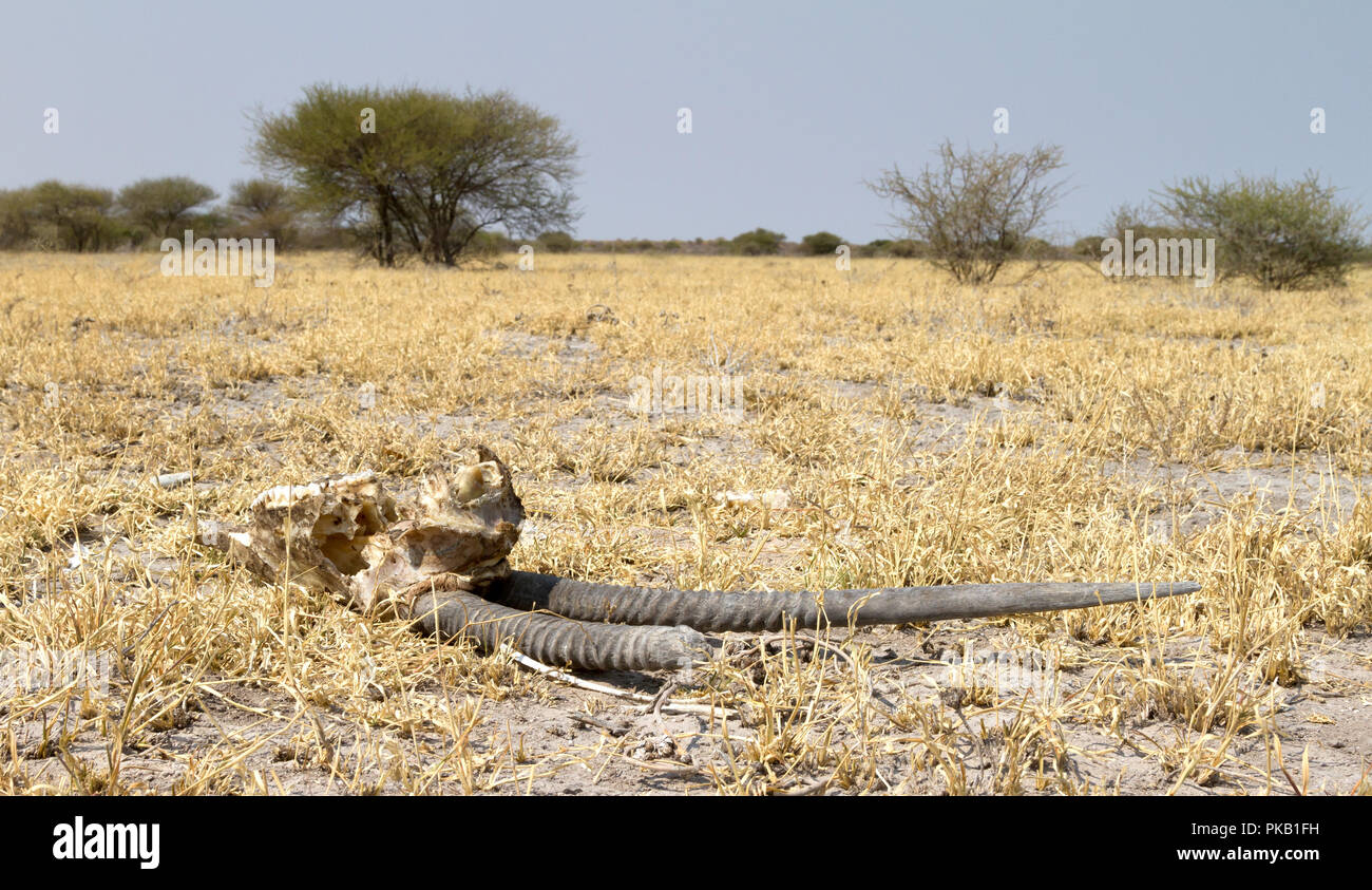 Death in the Desert - Oryx (gemsbok) antelope skull in the Kalahari ...
