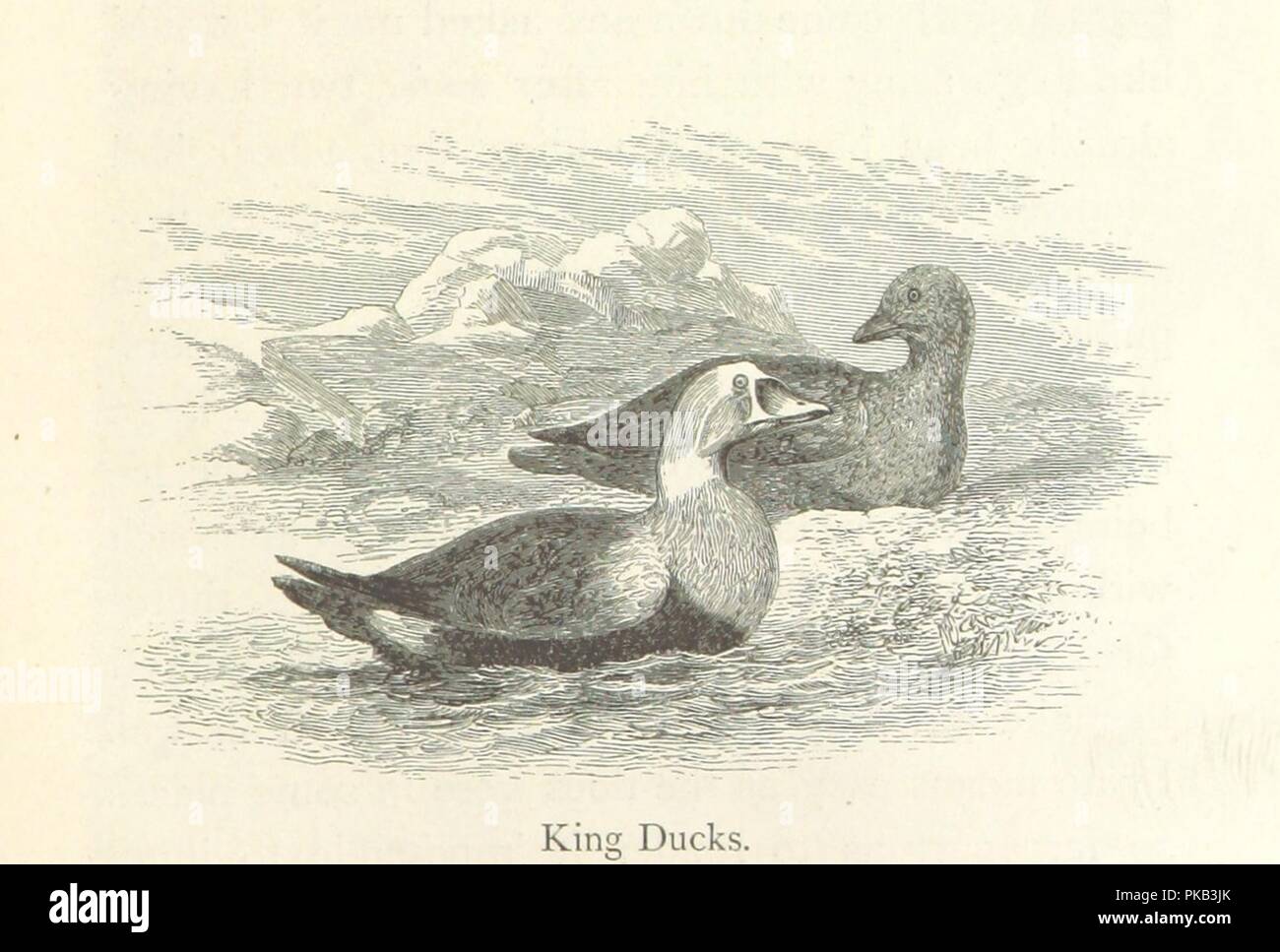 Image from page 299 of 'A Whaling Cruise to Baffin's Bay and the Gulf ...