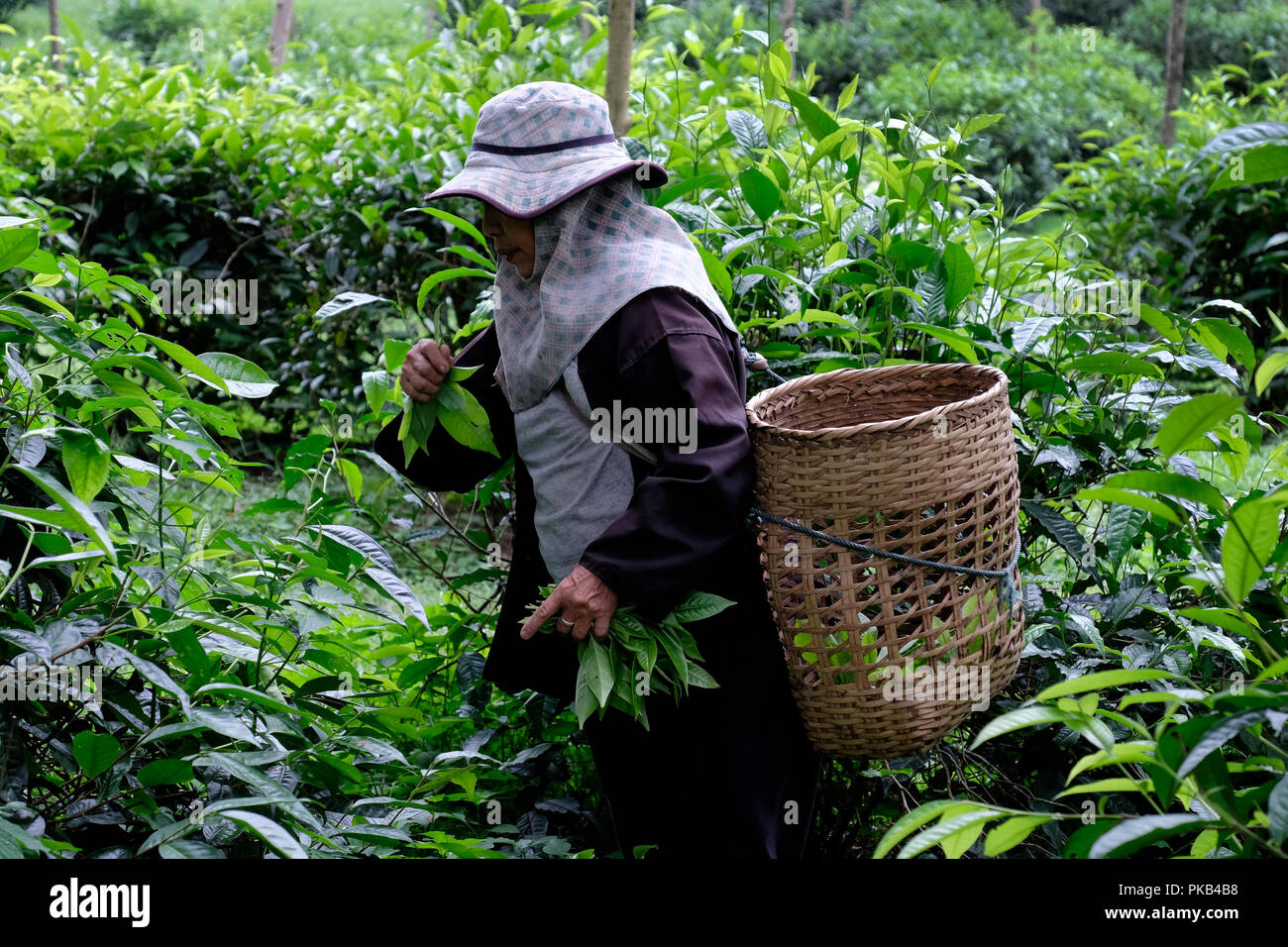 Tea plucker carrying a bamboo basket plucking tea leaves in Araksa Tea ...