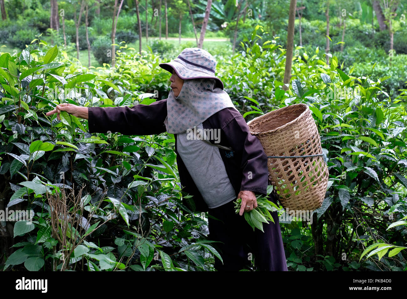 Tea plucker carrying a bamboo basket plucking tea leaves in Araksa Tea ...