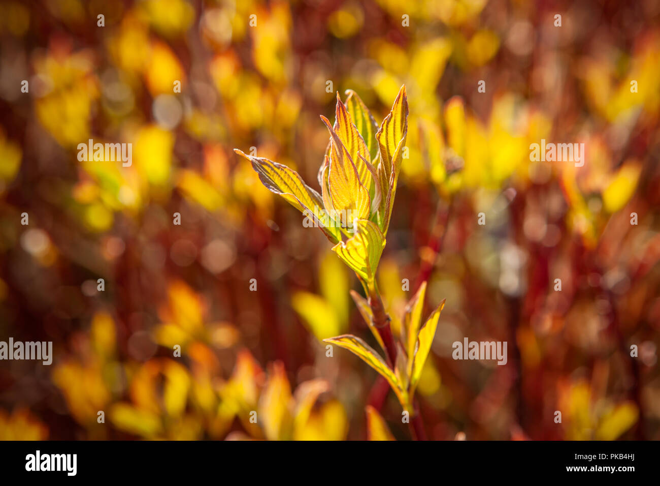 Shrub background hi-res stock photography and images - Alamy