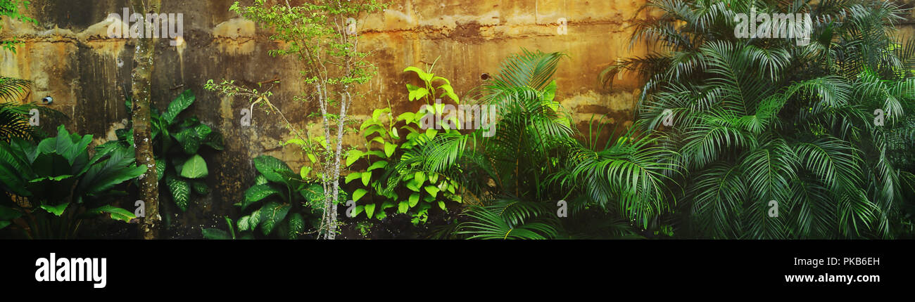 Website heading and banner of tropical plants near rock Stock Photo - Alamy