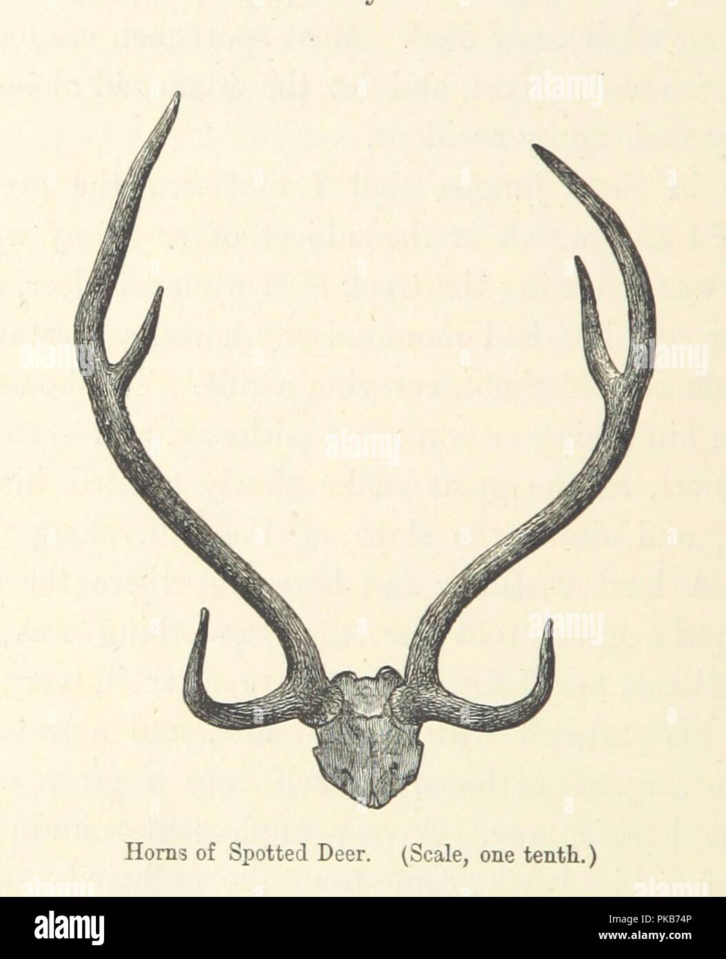 Image from page 382 of 'The Highlands of Central India notes on their ...