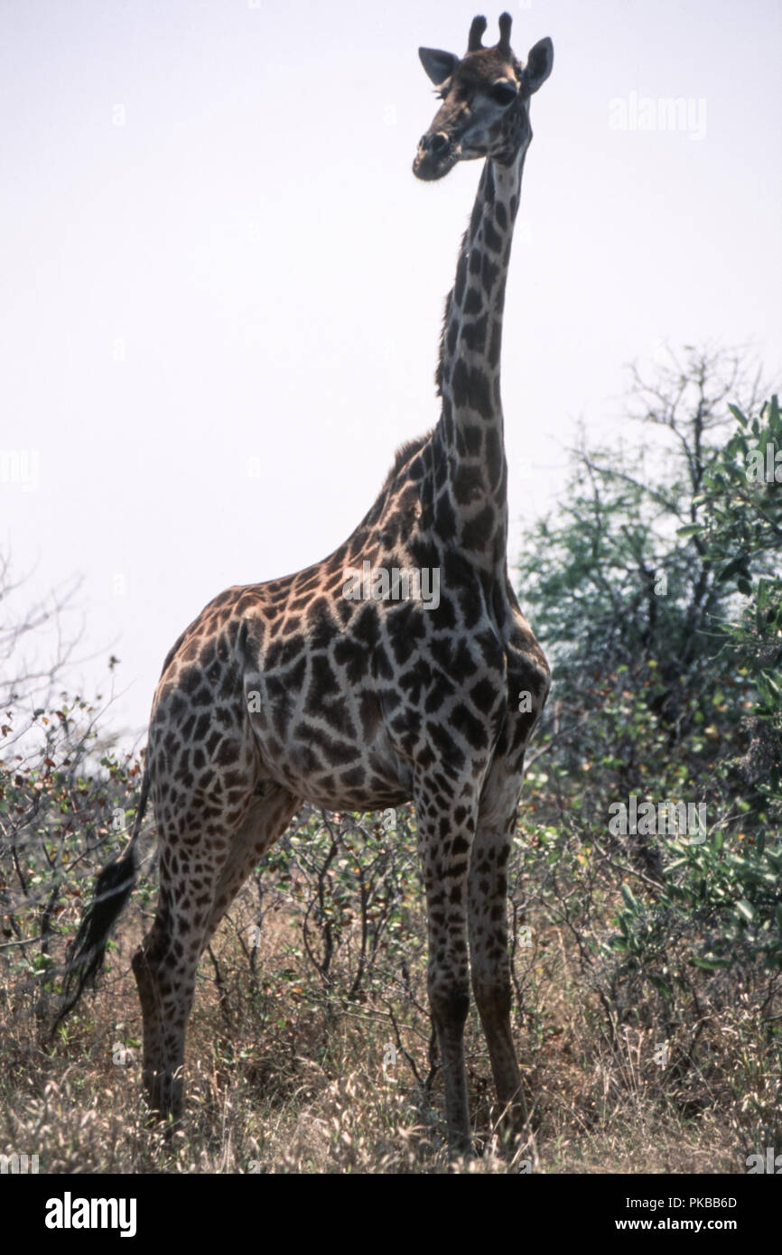 Giraffe (Giraffa camelopardalis), Kruger National Park, Mpumalanga ...