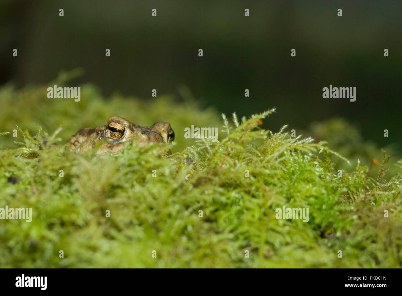 Male common toad hiding in moss, UK Stock Photo - Alamy
