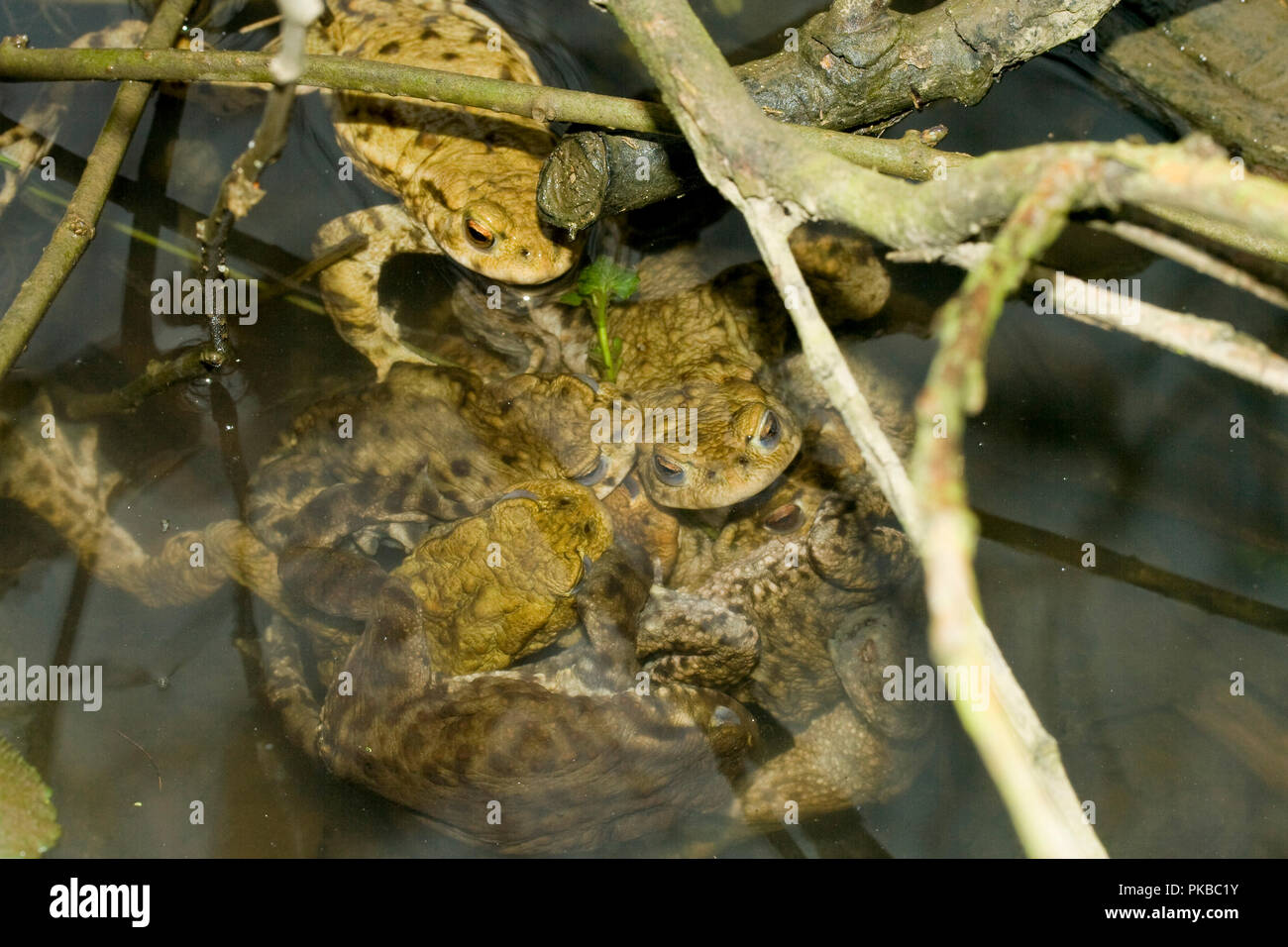 Common Toad Mating Ball - UK Stock Photo - Alamy