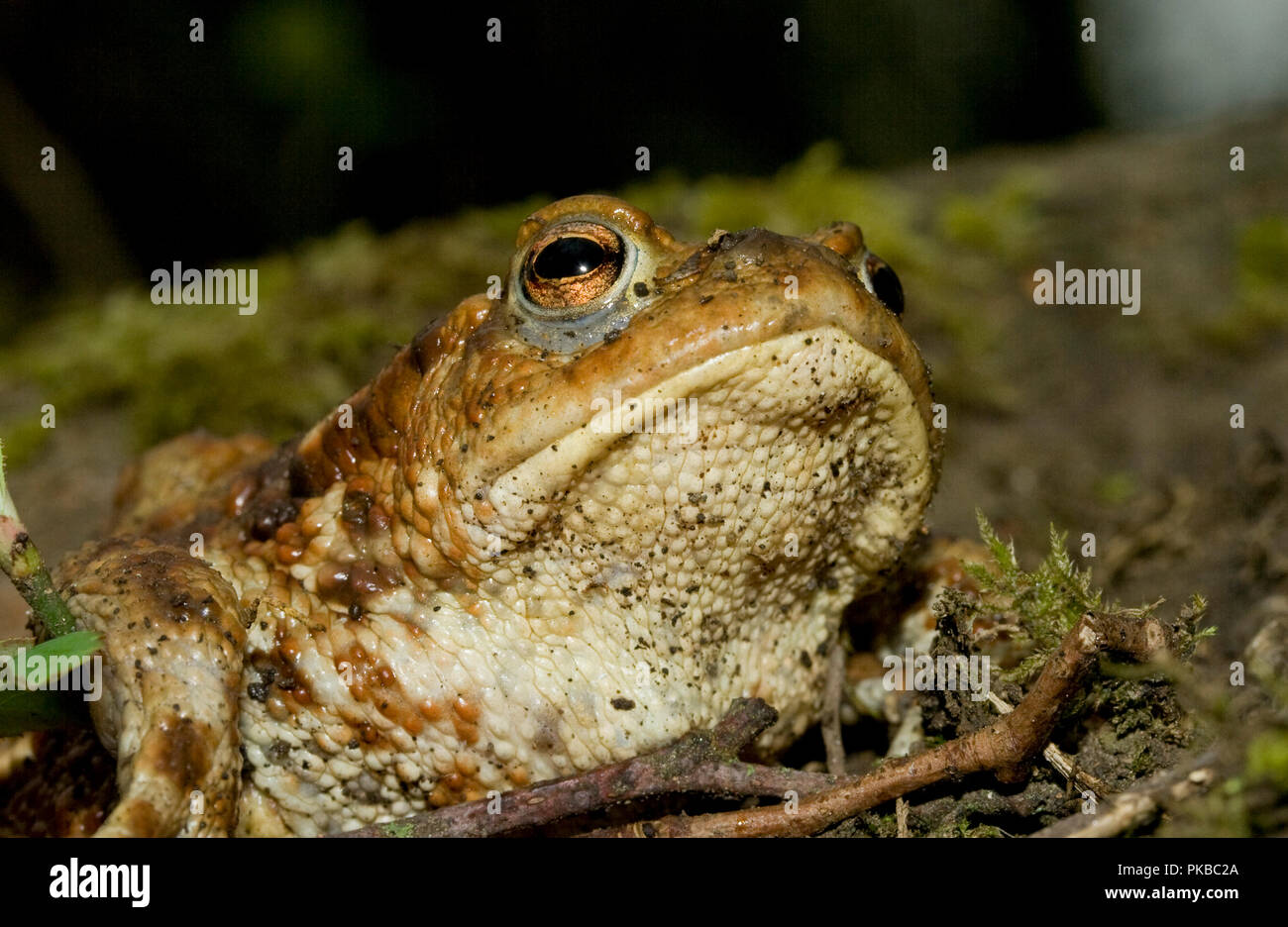 Male Common Toad, UK Stock Photo - Alamy