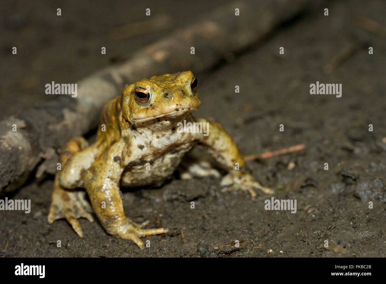 Male common toad hi-res stock photography and images - Alamy