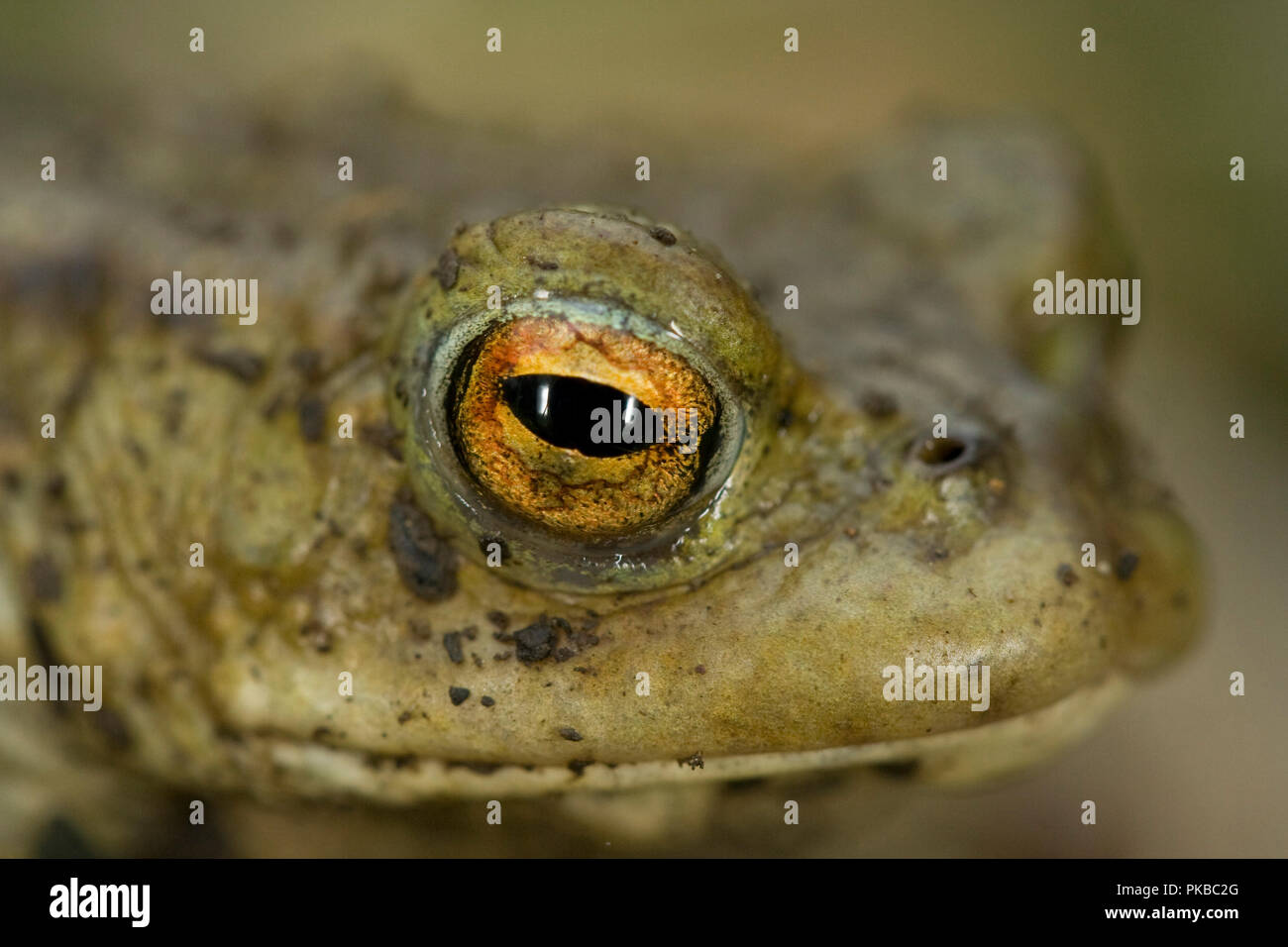 Common Toad, Eye Detail - UK Stock Photo - Alamy