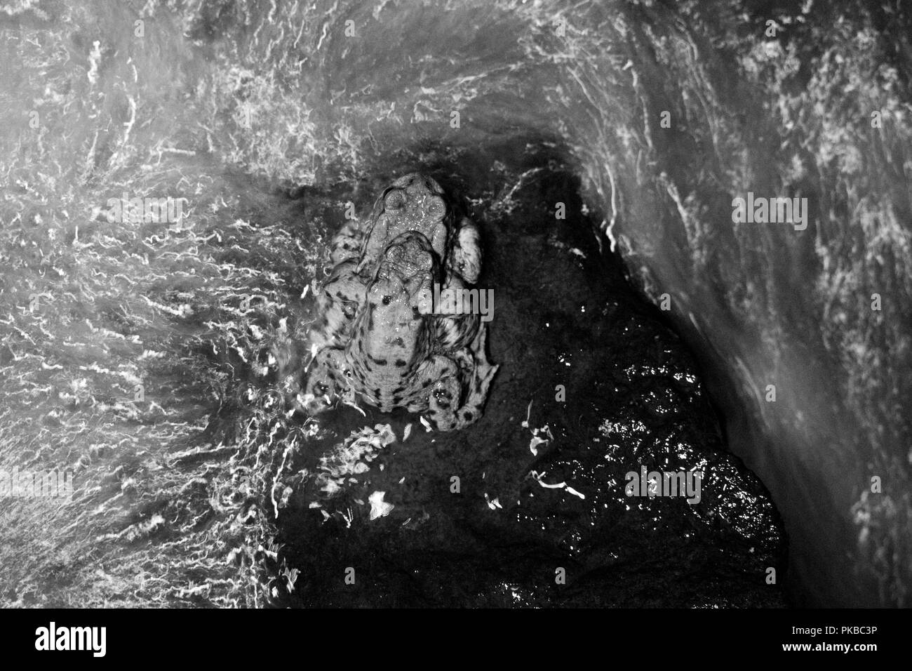 Common Toad, artistic image in water, UK Stock Photo - Alamy