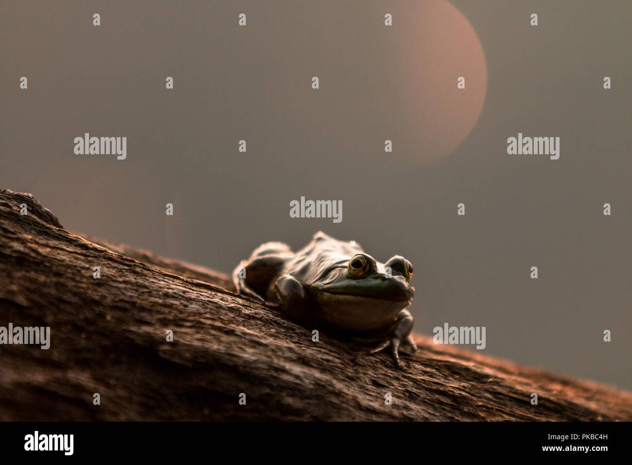 British frogs hi-res stock photography and images - Alamy