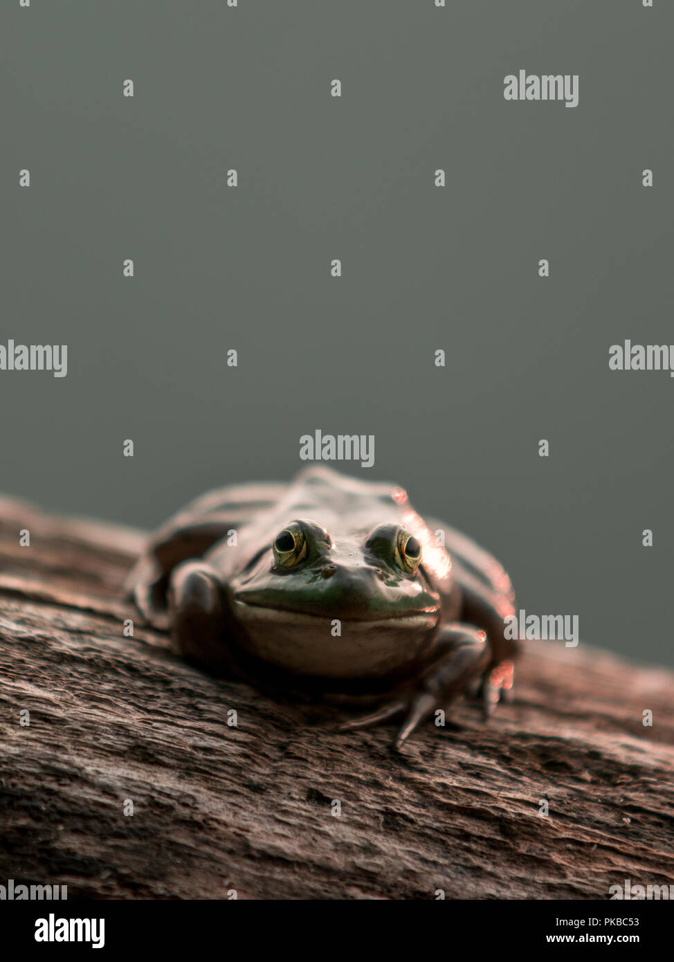 Portraits of frogs Stock Photo - Alamy
