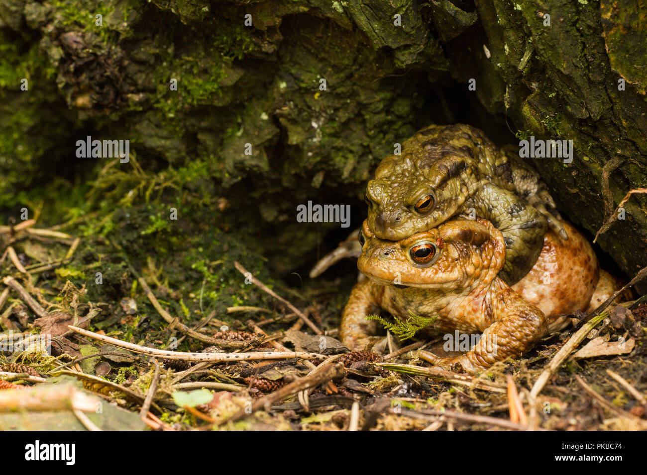 Pair of Common Toad, UK Stock Photo - Alamy