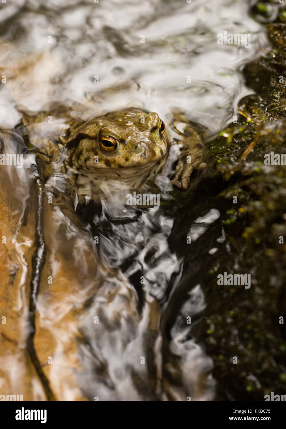 Climbing toad hi-res stock photography and images - Alamy