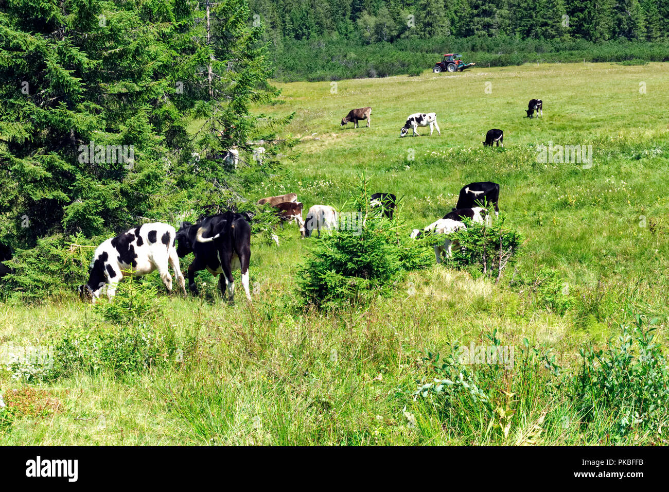 Brown Swiss cattle graze on alpine meadows above Hittisau in teh ...