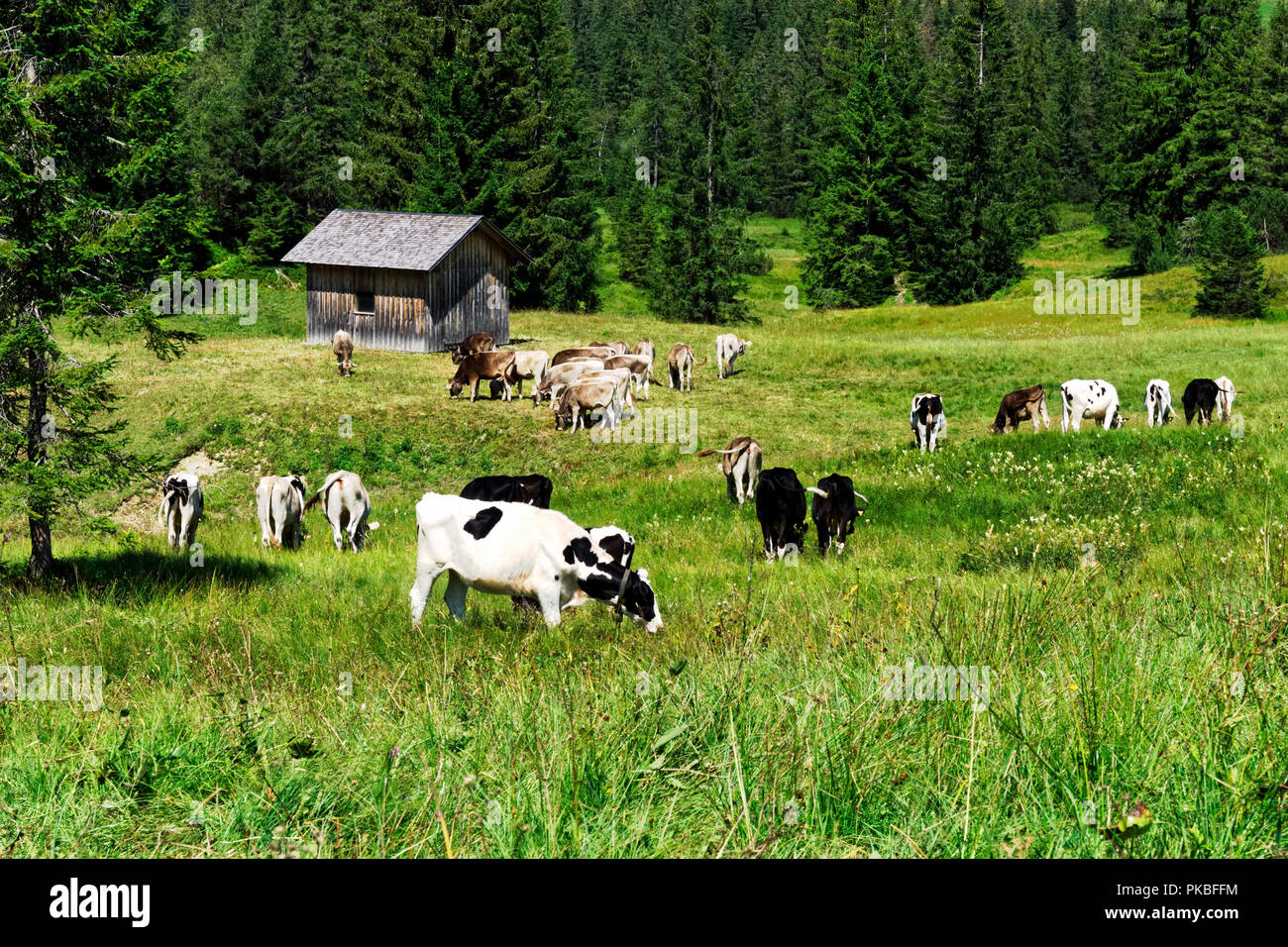 Cattle Hut Stock Photos & Cattle Hut Stock Images - Alamy