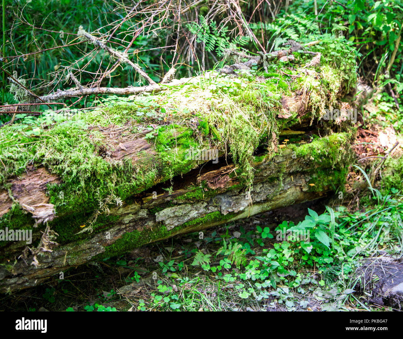 closeup of dead broken tree in a forest, moss and herb wrapped Stock ...