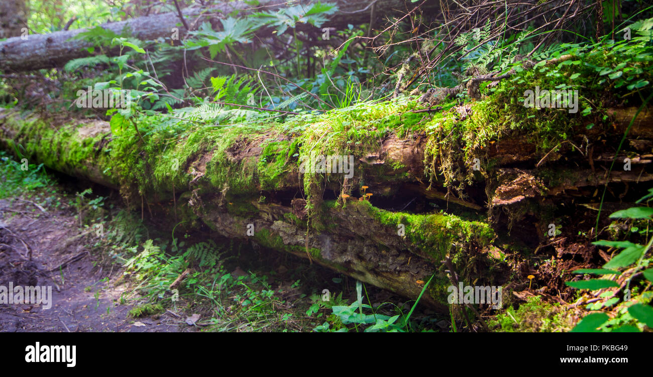 closeup of dead broken tree in a forest, moss and herb wrapped Stock ...