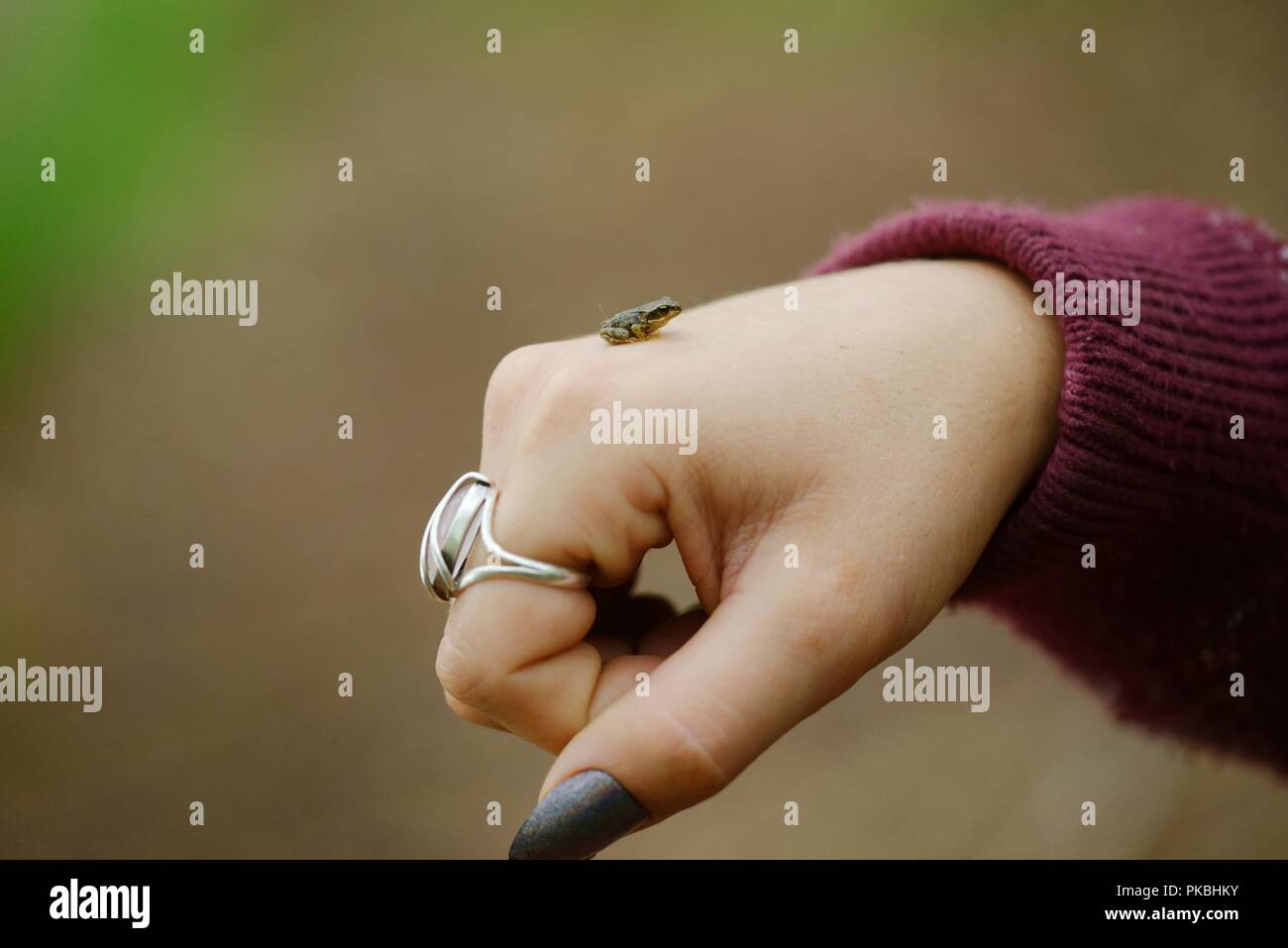 Frog holding hands hi-res stock photography and images - Alamy