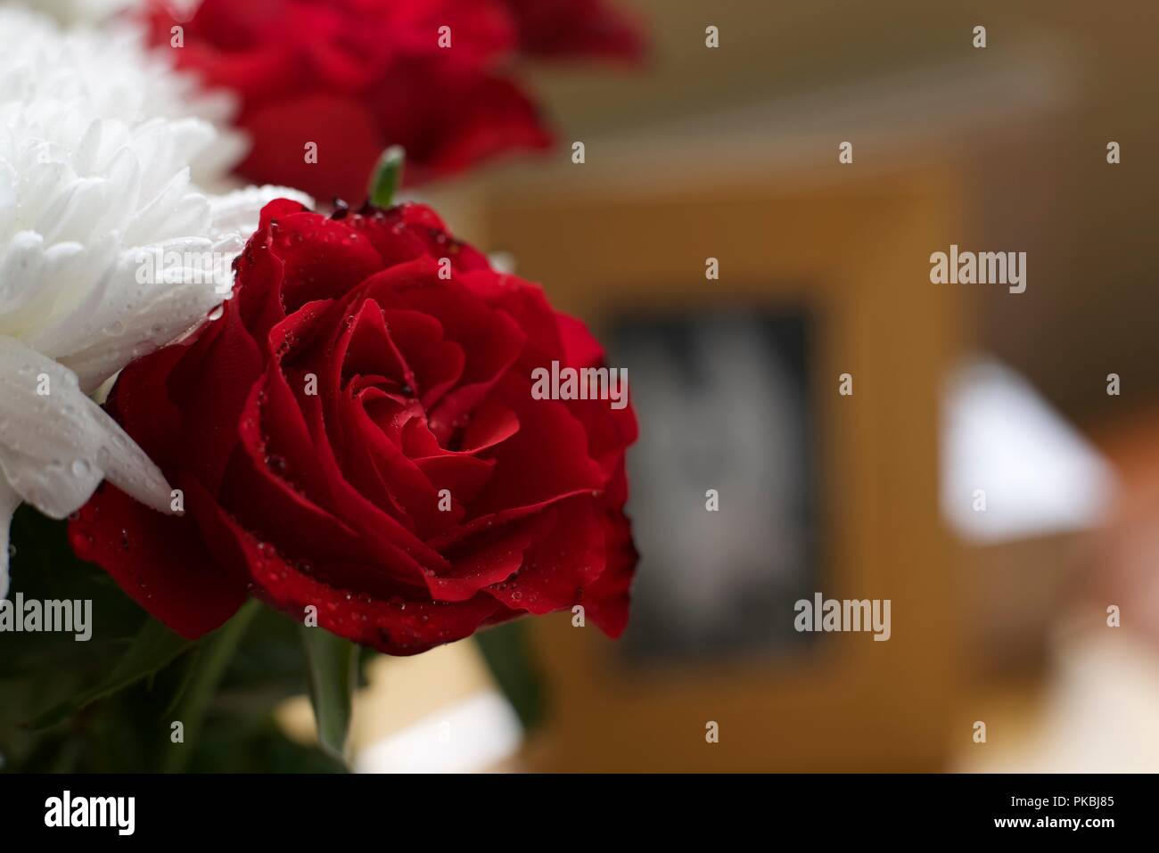 Roses Are Red Stock Photo - Alamy