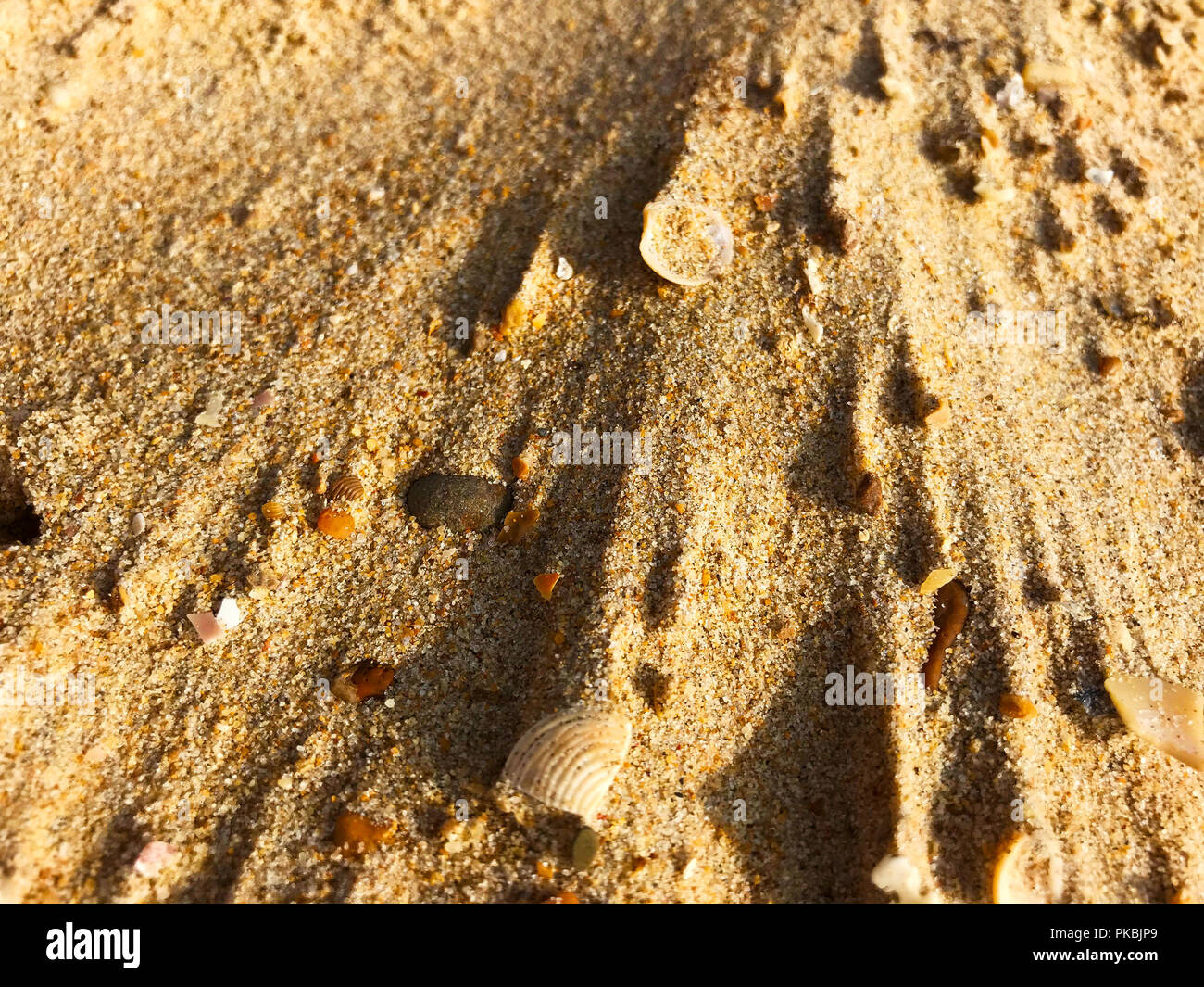 Sea sand and shells after wind, summer time Stock Photo - Alamy