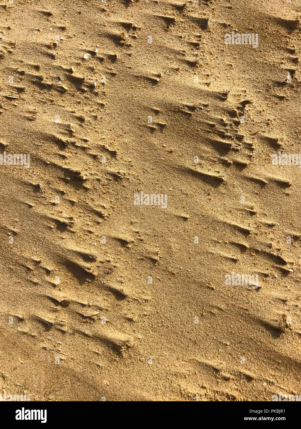 Sea sand and shells after wind, sea shore, summer Stock Photo - Alamy