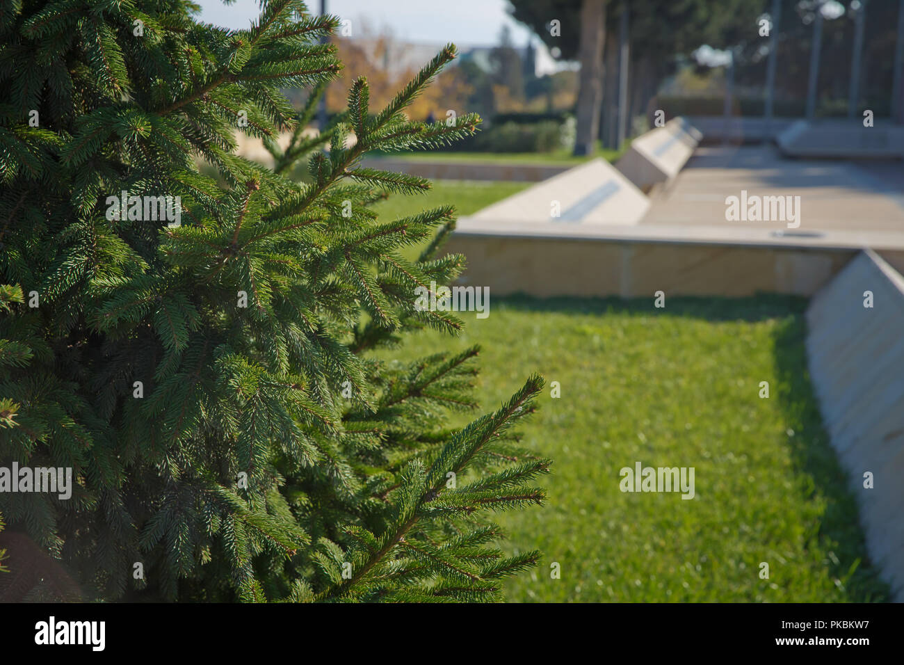 Pine tree closeup . Pine branch shot in natural forest. Small pince ...