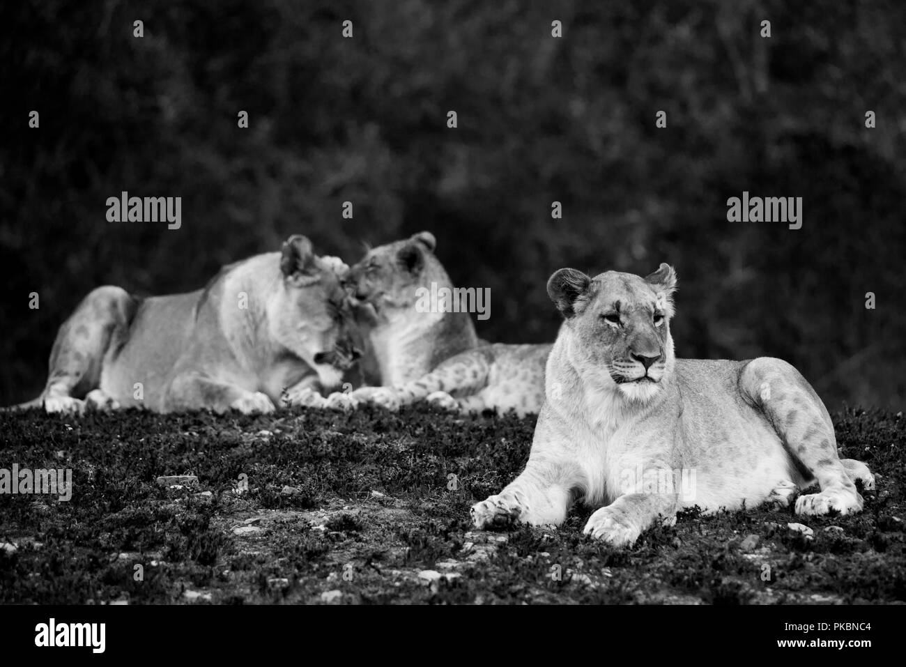 Lion eating Black and White Stock Photos & Images - Alamy