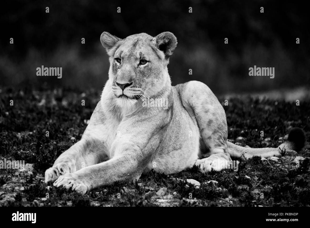 Lion eating Black and White Stock Photos & Images - Alamy
