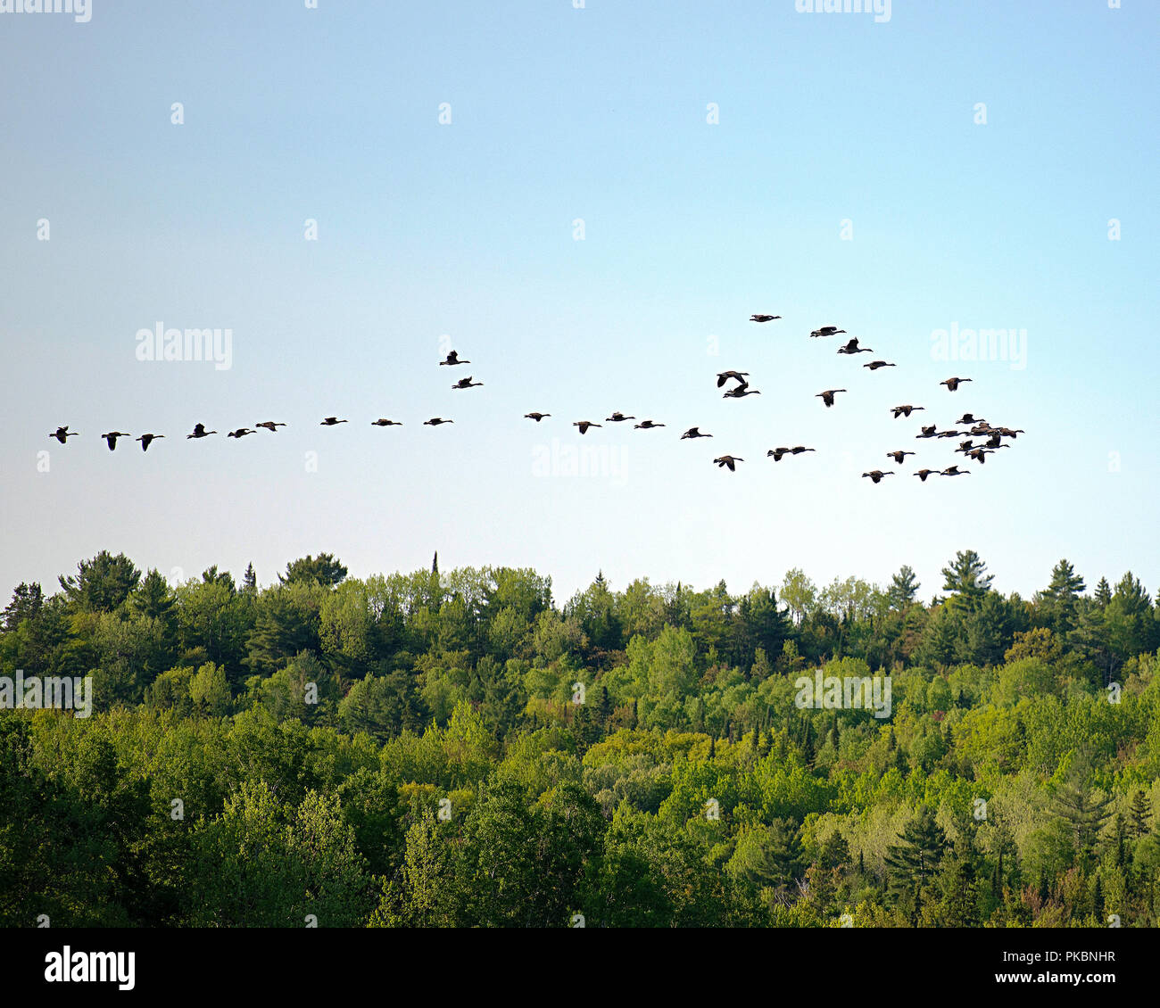 Flying geese art hi-res stock photography and images - Alamy