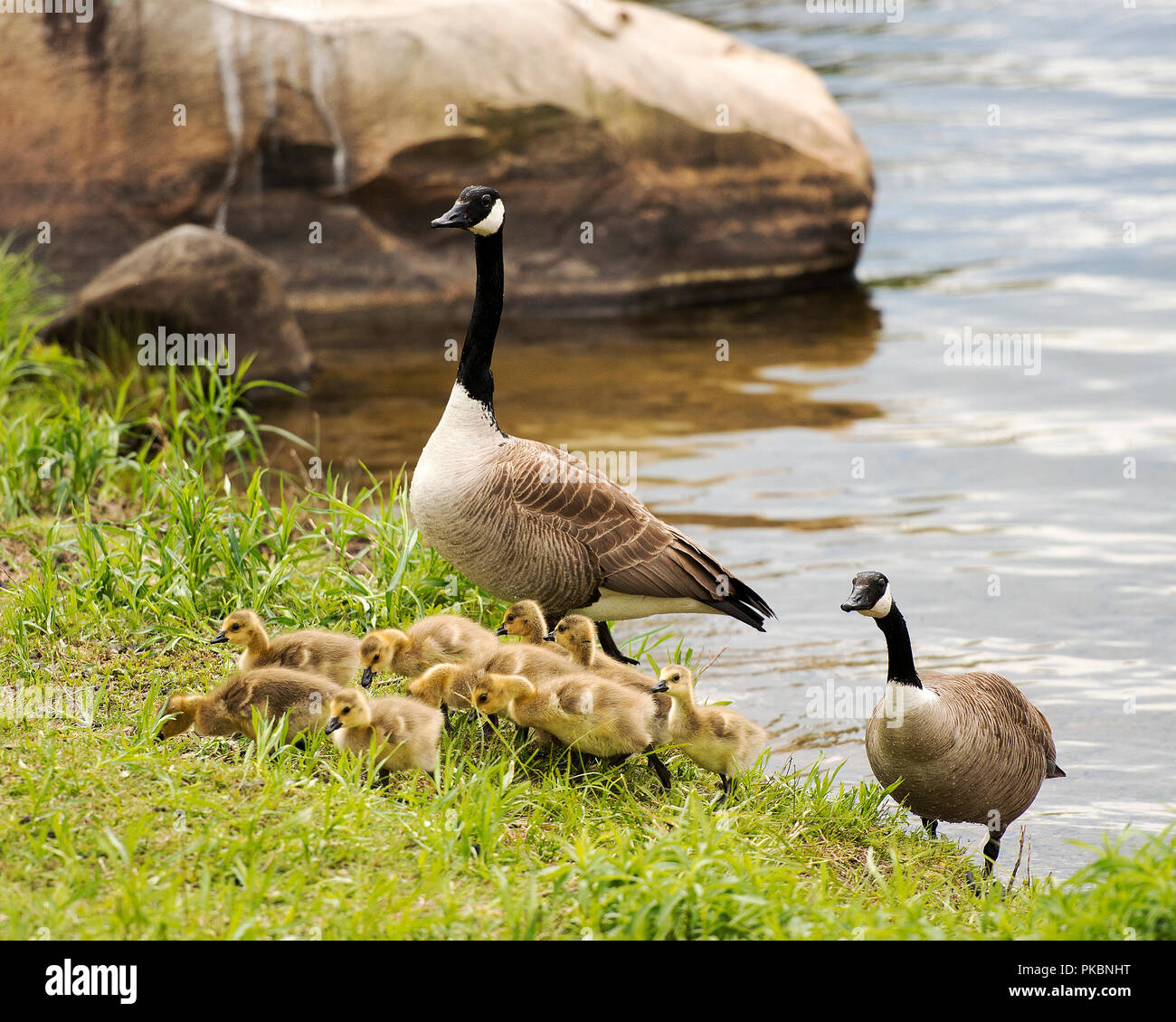 Canadian Geese enjoying its surrounding Stock Photo - Alamy