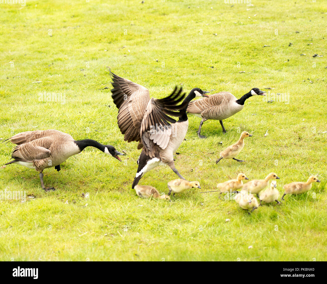 Canadian Geese enjoying its surrounding Stock Photo - Alamy