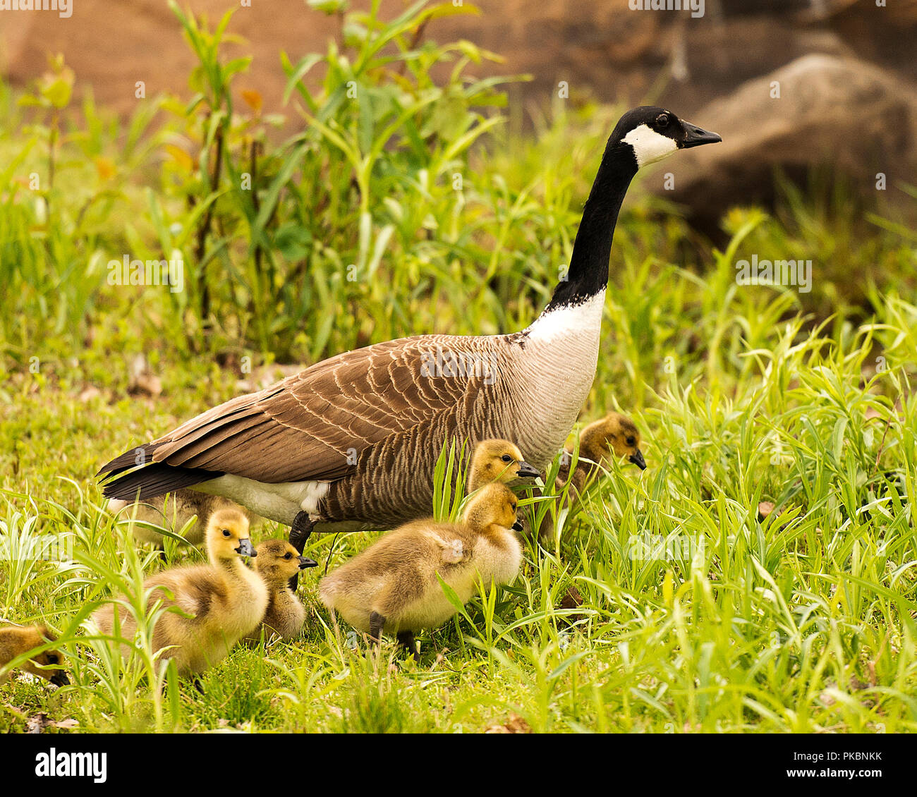 Canadian Geese enjoying its surrounding Stock Photo - Alamy