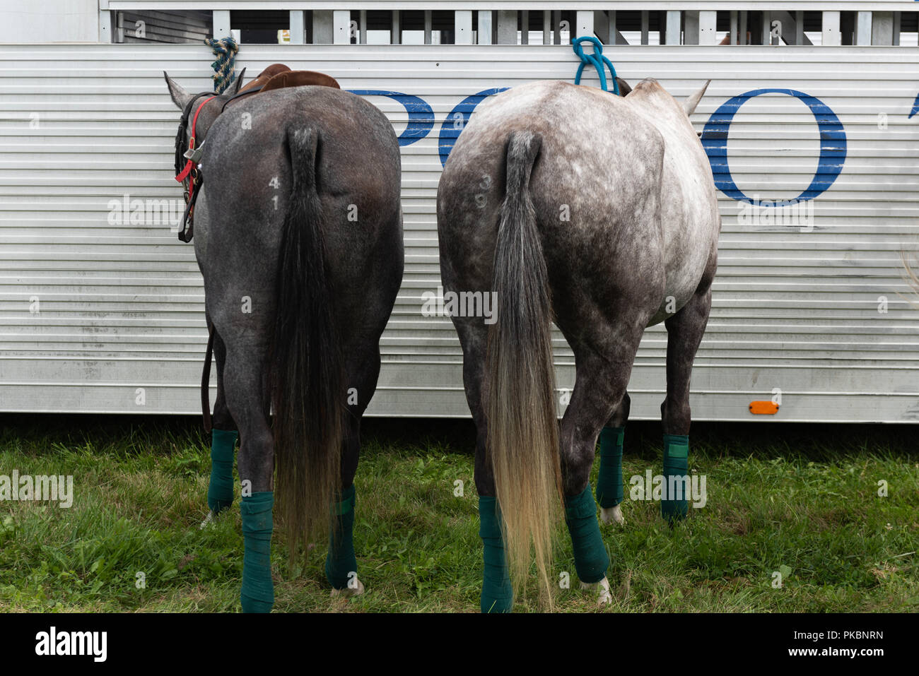 Niagara Polo featured two four-chukker games with players from the ...