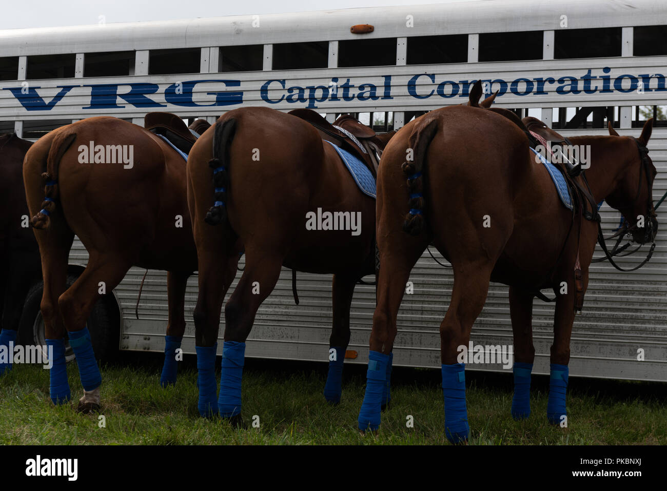 Niagara polo hi-res stock photography and images - Alamy