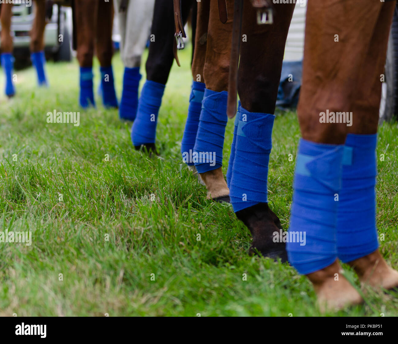 Niagara Polo featured two four-chukker games with players from the ...