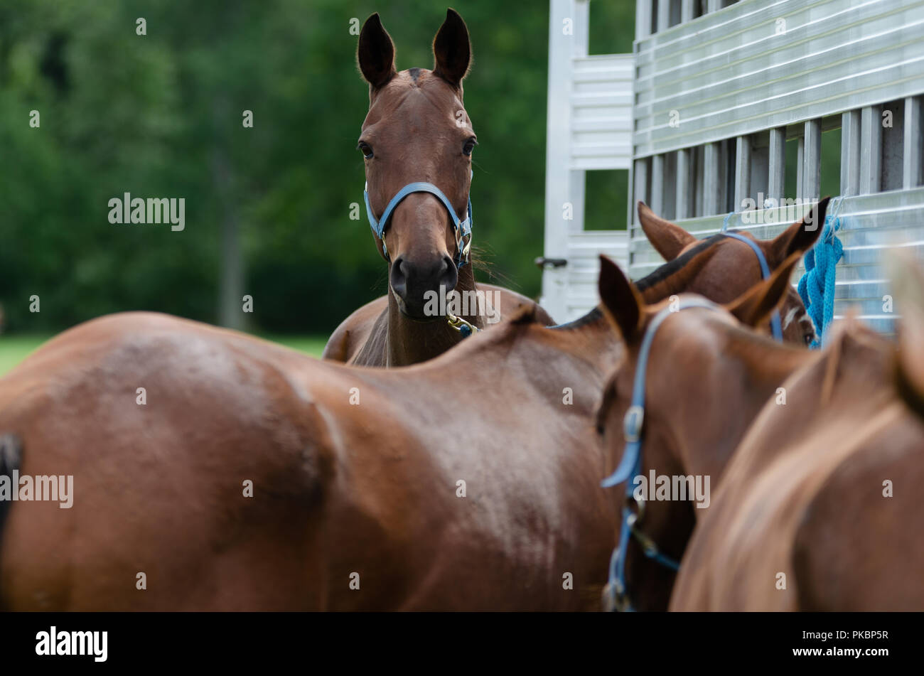 Niagara Polo featured two four-chukker games with players from the ...