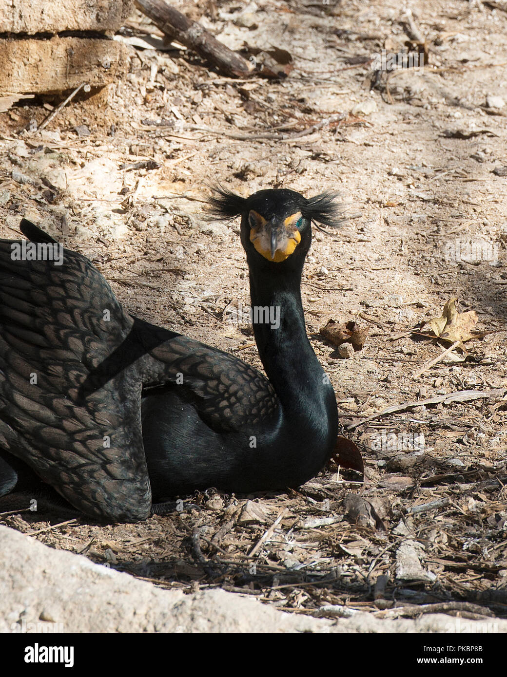 Cormorant bird enjoying the sun Stock Photo - Alamy