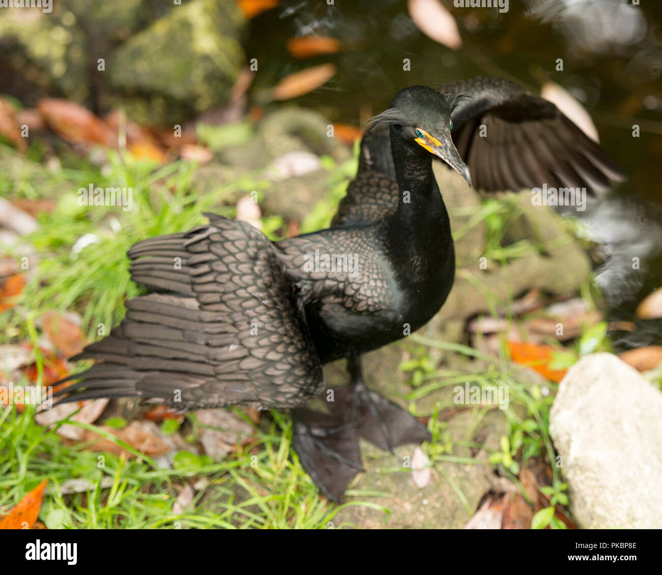 Cormorant bird with its wings spread and enjoying the sun Stock Photo ...