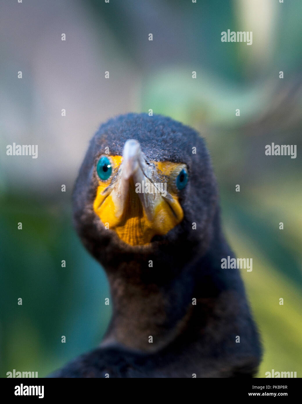 Cormorant bird head close-up profile view with a bokeh background ...